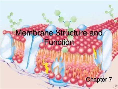 PPT Membrane Structure And Function PowerPoint Presentation Free Download ID