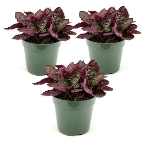 Purple Leaf Pot Plants