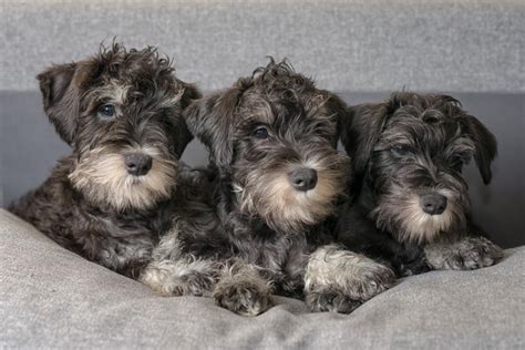 What Weight Is A Miniature Schnauzer At Constance Woodford Blog