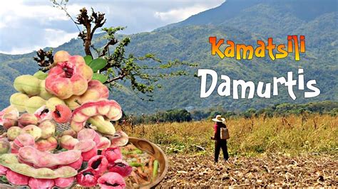 Fruit To Plate Delicious Journey Of Camachile Manila Tamarind Damurtis