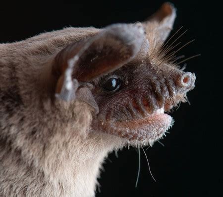 Backyard Bats Natural History Museum