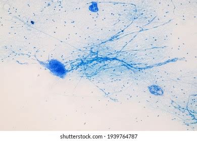 Education Spinal Cord Motor Neuron Under Stock Photo 1851327937 Shutterstock