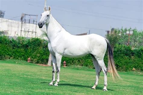 Mare Basant Jay Stud Farm