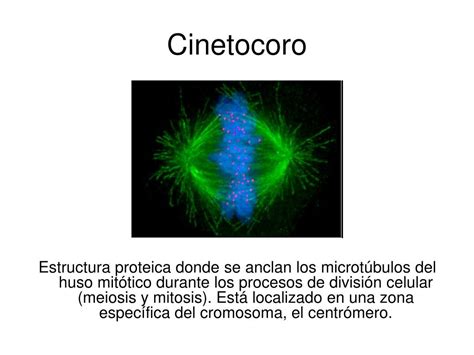 Ppt Mitosis Powerpoint Presentation Free Download Id4633225