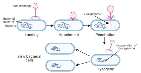 Life Cycle Of Bacteriophage Lytic Cycle Lysogenic Cycle Induction