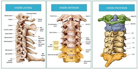 Anatomía De La Columna Cervical Dolopedia