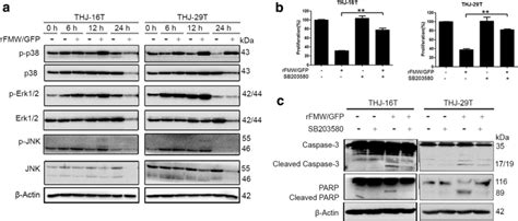 Signaling Pathways Targeted By RFMW GFP In ATC Cell Lines A THJ 16 T