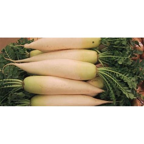 Lobok Radish White Kg Carrots And Root Vegetables Western Food