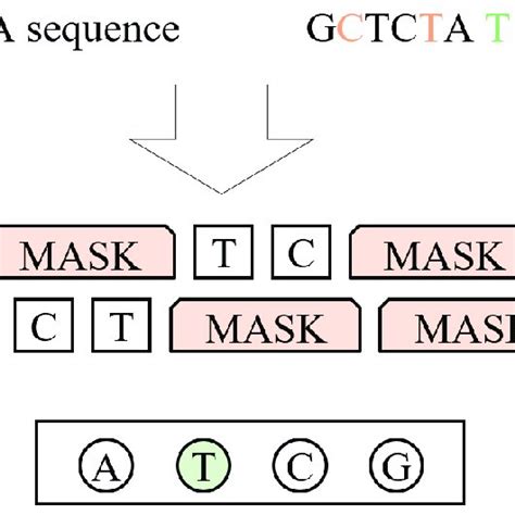 An Example Of Mask Operation On A Random Dna Sequence Here C And T Of Download Scientific