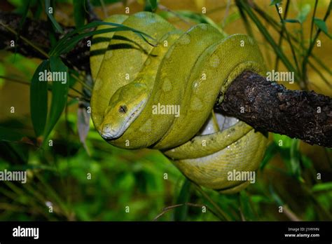 Tree Python Teeth