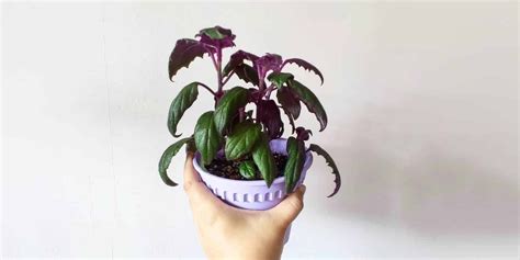 Purple Passion Plant Care And Growing Guide Plantcarefully