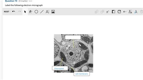 question 13 3 marks savedlabel the following electron micrographreset