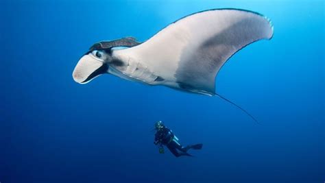 How Do Stingrays Kill Howstuffworks