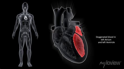 Left Atrium And Left Ventricle • Wall Stickers Left Pulmonary Cardiac