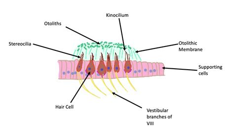 Otolithic Membrane