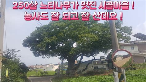 느티나무가 멋진 마을 주민들이 농사도 잘 되고 잘 산데요 옛날시골집 멋진옛날집 멋진여행 옛날골동품 멋진풍경 시골들판 Youtube