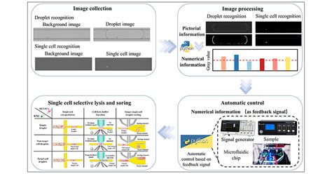 Smart Droplet Microfluidic System For Single Cell Selective Lysis And Real Time Sorting Based On