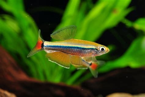 Коя е най малката риба в света Flashnews