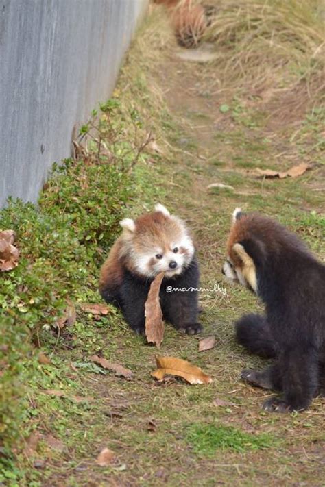 또래보다 몸집이 작은 아기 랫서팬더 🍼🍎 인스티즈instiz 이슈 카테고리