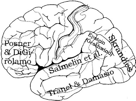 Figure R1 Opinions About The Cortical Loci Relevant For Processing