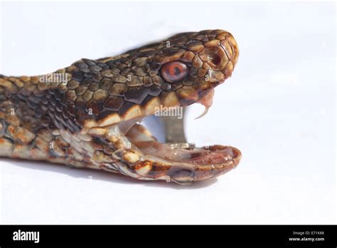 Puff Adder Fangs