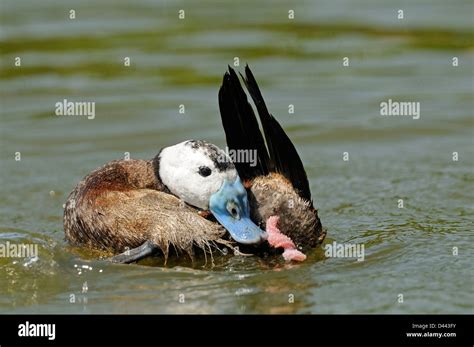 White Headed Duck Oxyura Leucocephala Male On Water Showing Penis