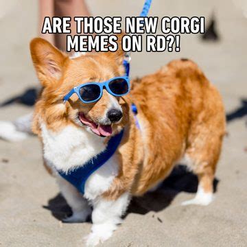 30 Hilarious Corgi Memes For When Youre Feeling Ruff Readers Digest