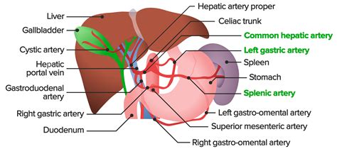 Gallbladder Anatomy Netter Anatomy Embryology Anomalies And