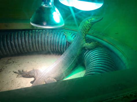77 Best Varanus Images On Pholder Monitor Lizards Reptiles And