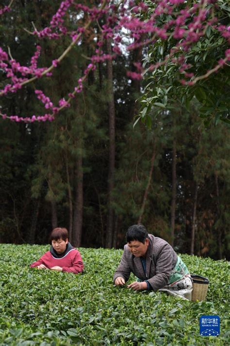 貴州鳳岡春日裏採茶忙 中國政協 中國