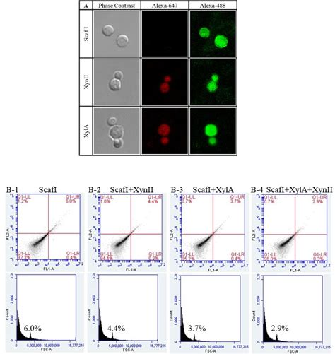 functional assembly of yeast surface displayed cellulosome a