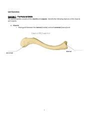 Anatomy Lab Exercises Upper Limb And Pelvic Girdle Course Hero