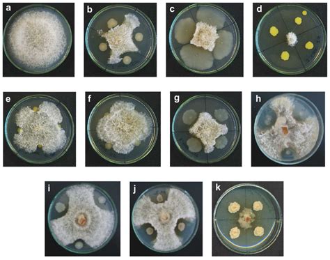Isolation Of Bacteria With Antifungal Activity Against The Phytopathogenic Fungi Stenocarpella
