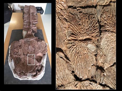 Giant Fossil Tetrapod From Namibia Iziko Museums