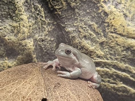 화이트트리프록 호주 청개구리 특징과 먹이 키우기 네이버 블로그