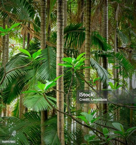 열대 우림의 이국적인 생물 다양성 정글에서 아열대 식물의 클로즈업 배경 주제에 대한 스톡 사진 및 기타 이미지 배경 주제 사진 이미지 숲 Istock