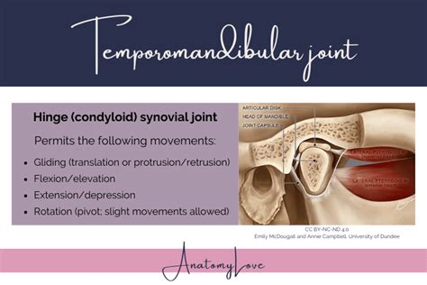 Deep Face And Infratemporal Fossa — Anatomylove