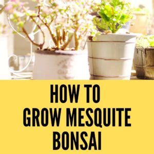 How To Grow Mesquite Bonsai In Easy Way Complete Guide