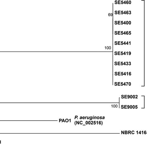11 Kpc 2 P Aeruginosa Isolates Grouping Based On Snps A Download