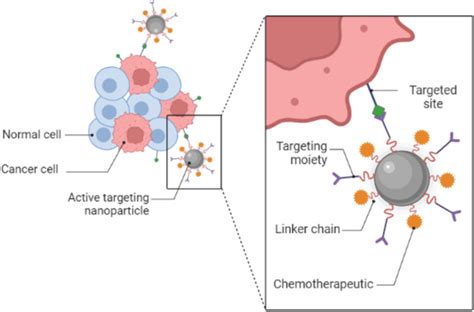 Diagrammatic Presentation Of Active Targeting Concept For Cancer Treatment Download Scientific