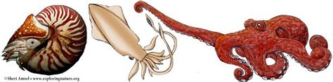 Class Cephalopoda Nautilus Squid Octopus Exploring Nature