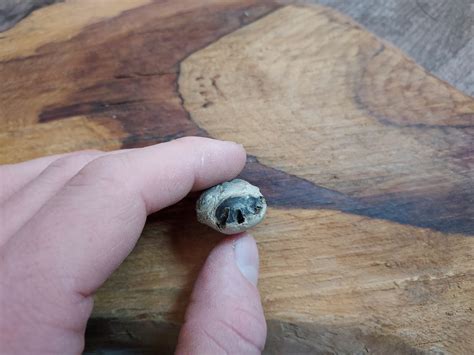 Cretaceous Fossil Crab Etsy