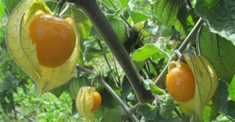 La Uchuva Que Se Cultiva En Colombia Empezará A Ser Exportada A México Infobae