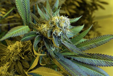 Cannabis Now Being Sold At Ct Dispensaries Under Common Street Names