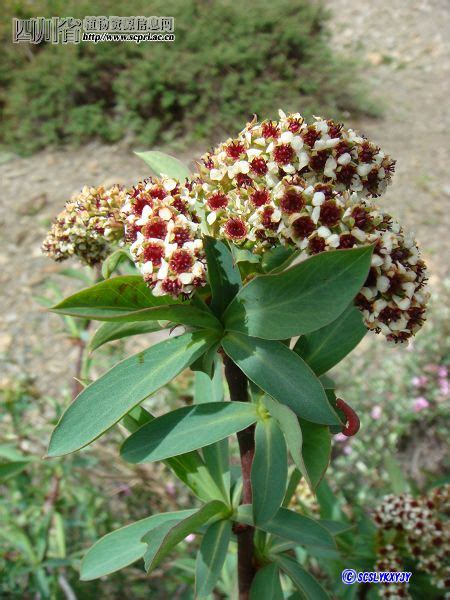 Dbhn Session Db Mysql Object Phptype Mysql Dbsyntax Mysql Features Array Limit Alter New Link 4