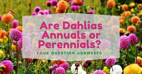 Are Dahlias Annuals Or Perennials Your Question Answered The