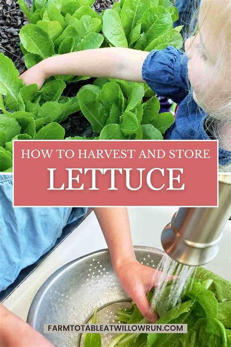 How To Harvest And Store Lettuce Farm To Table At Willow Run