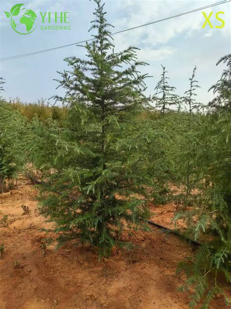 Ornamental Evergreen Cedar Tree For Wholesale Export Buy Ornamental