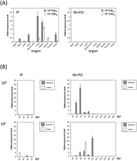 Virus Replication In Nipah Virus Infected Monkeys Virus Replication Virus Replication In Nipah Virus Infected Monkeys Virus Replication