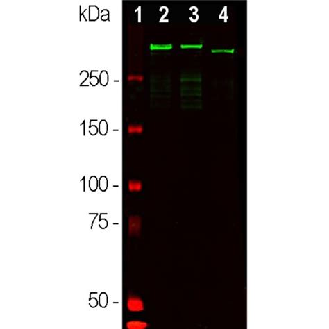 Anti Map2 Antibody A85363